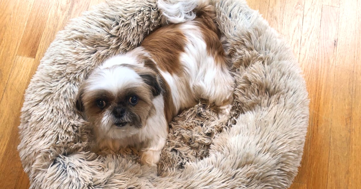 National Dog Day | the dog bed you need for your pet asap