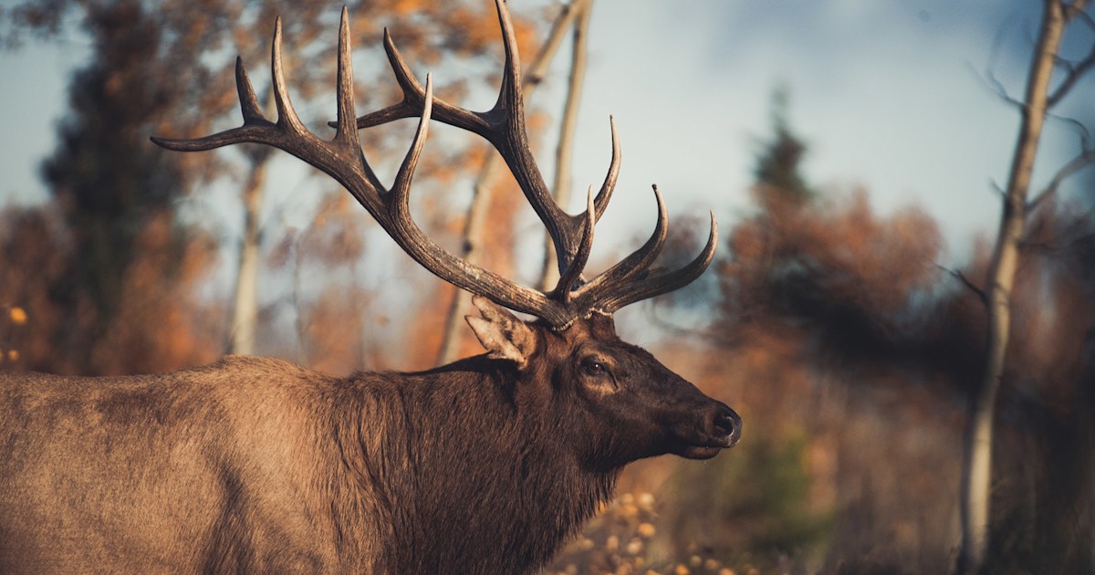 Hunter killed by elk after wounding same animal the day before