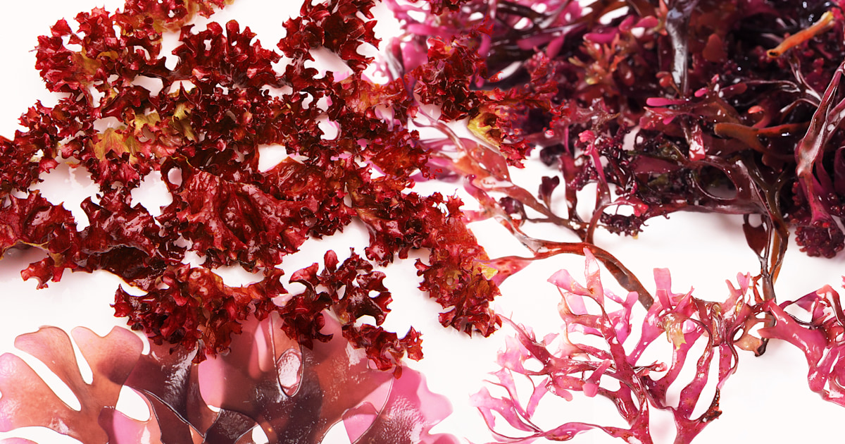 Irish sea moss benefits — should you try it? An expert weighs in