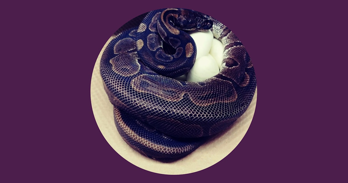Python lays 7 eggs without male help, says St. Louis Zoo