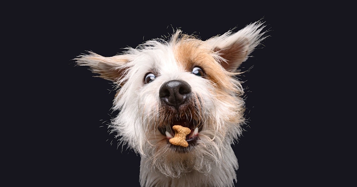 'Unflattering' pet challenges bring joy to social media