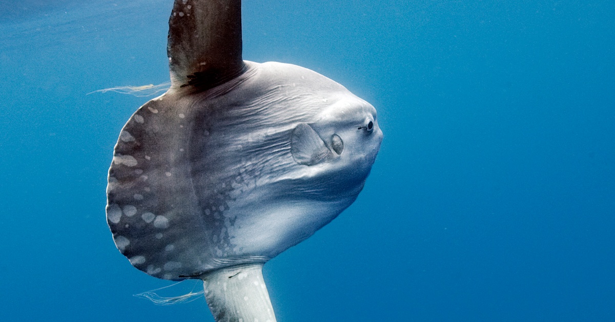 Giant sunfish: Officals say don't call police over sightings
