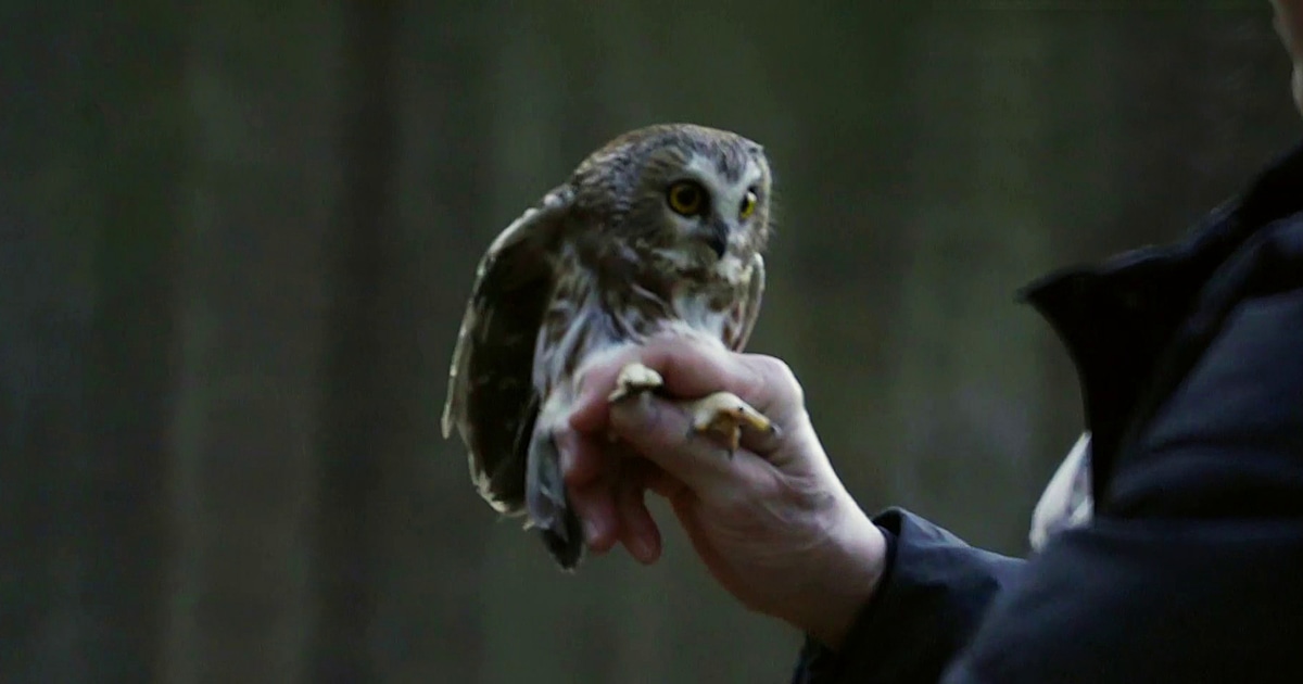 Rockefeller Center Christmas tree owl is released back into the wild