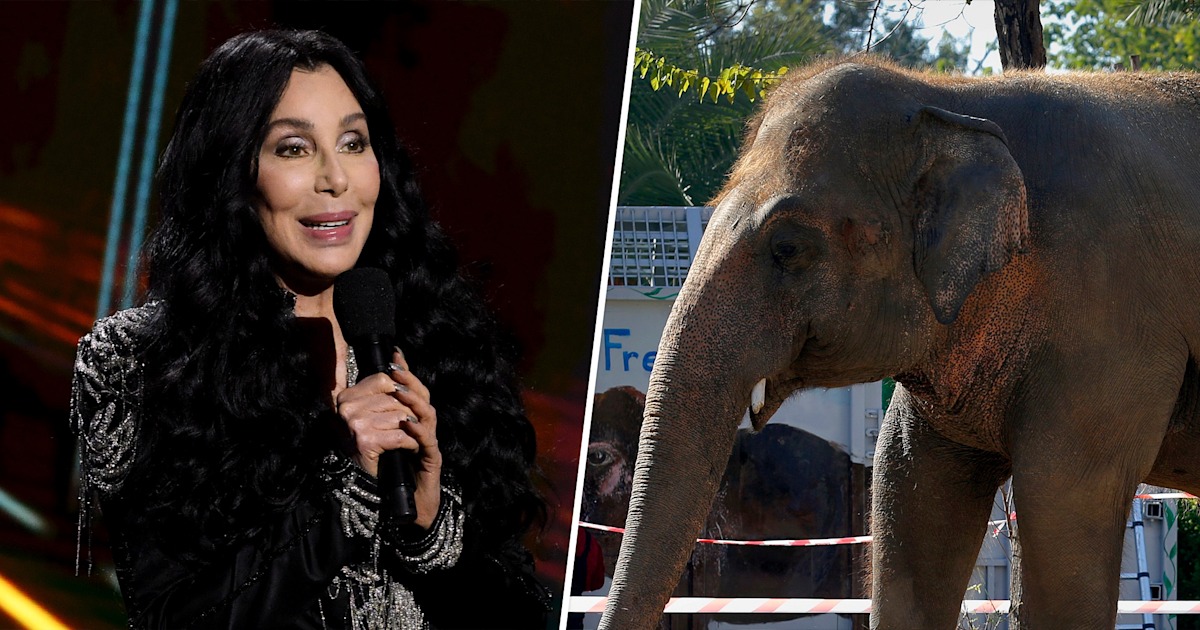 cher elephants