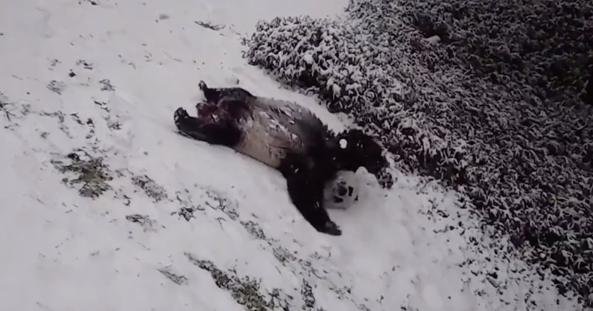 Watch these giant pandas play and roll in the snow - TODAY