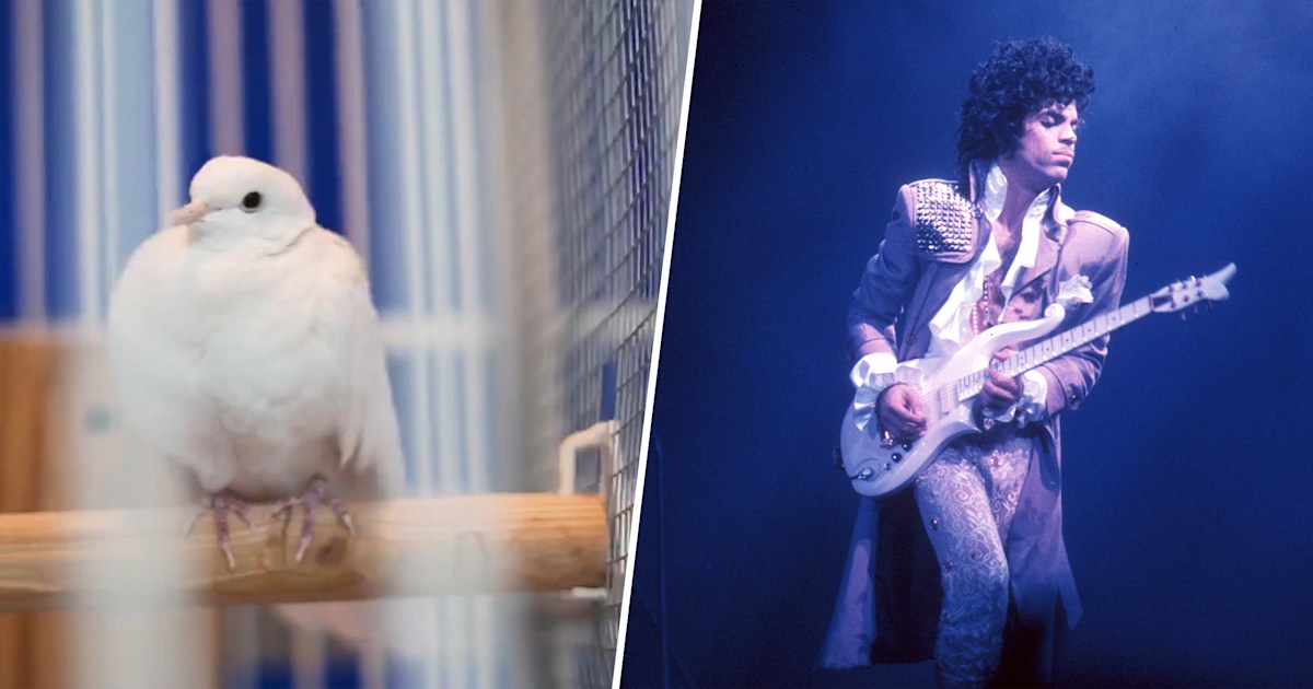When doves cry: Prince’s original pet dove Divinity dies at 28