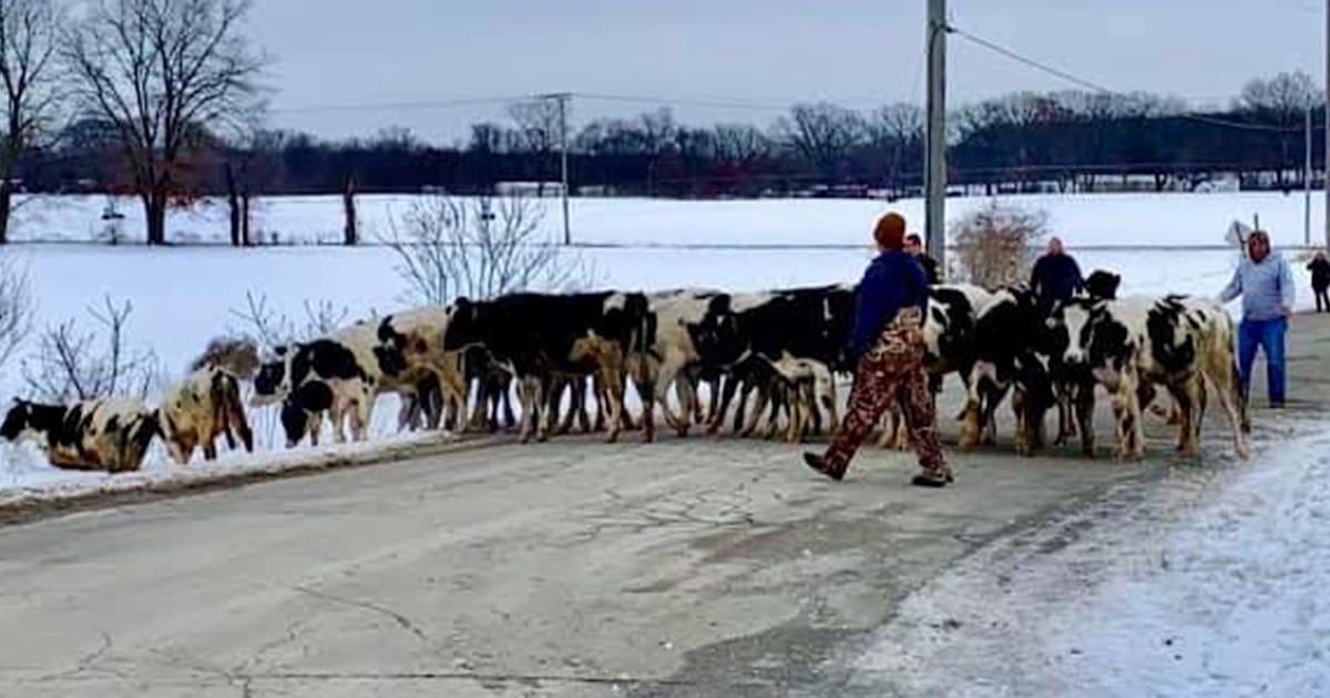 holstein cattle escape