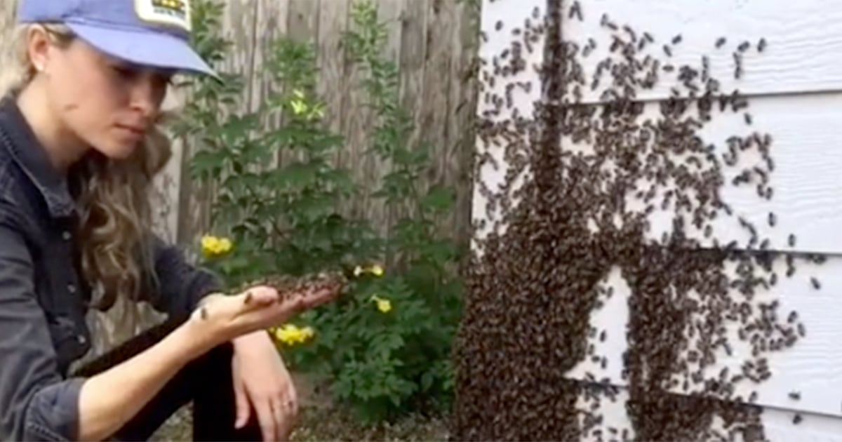 Beekeeper Erika Thompson scoops bees with her bare hands