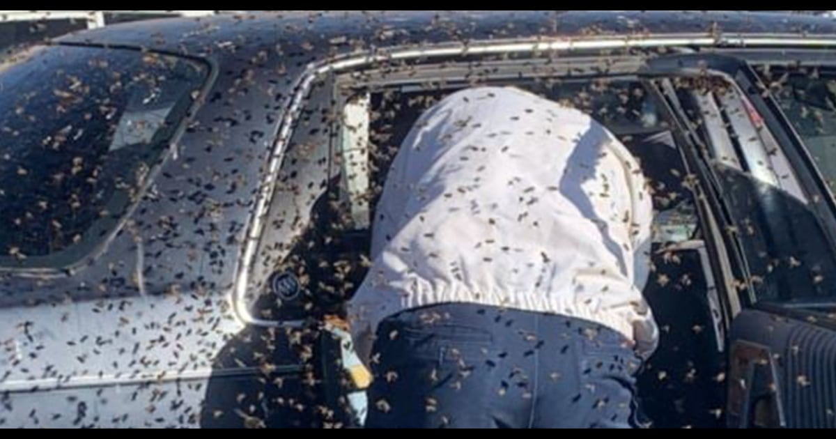 Man finds 15,000 bees in his car after grocery shopping - TODAY