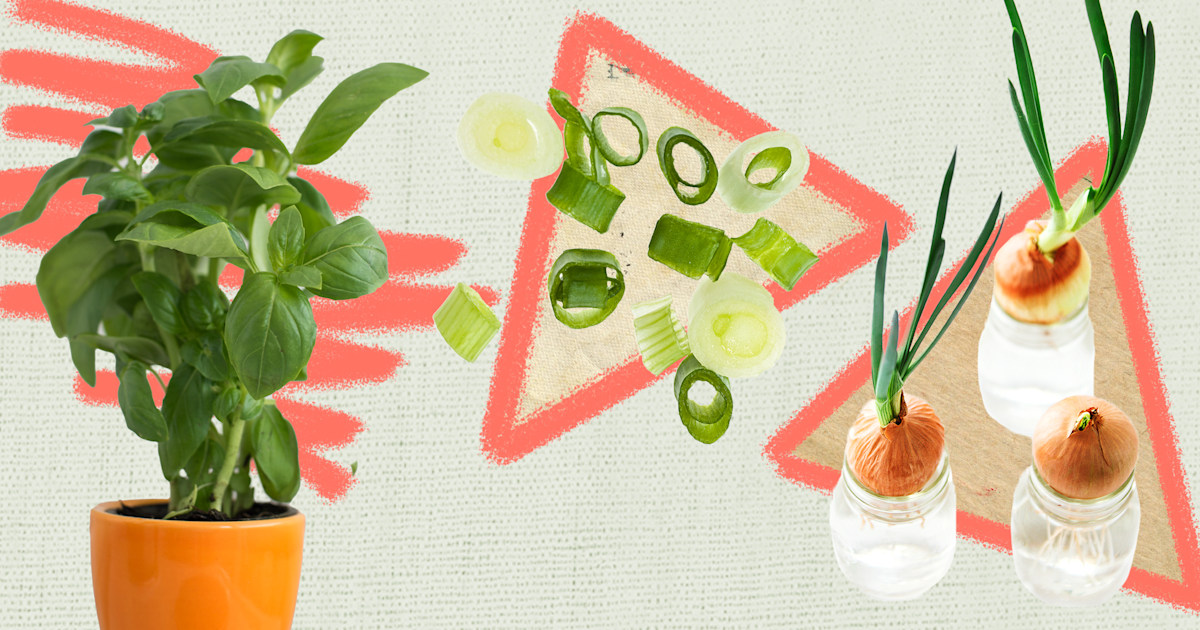 How to regrow vegetables and herbs from scraps