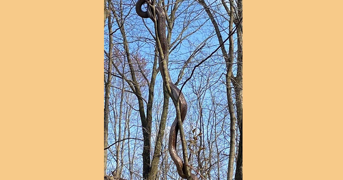 Black rat snake spotted in Frick Park in Pittsburgh