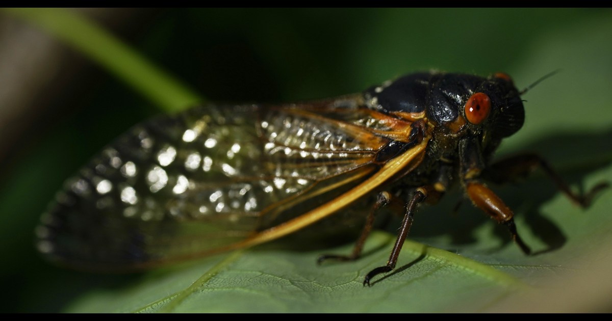 What are cicadas and why is everyone bugging out about them?