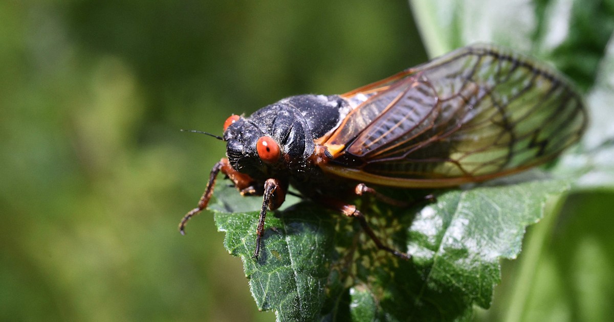 What parents should know about cicadas