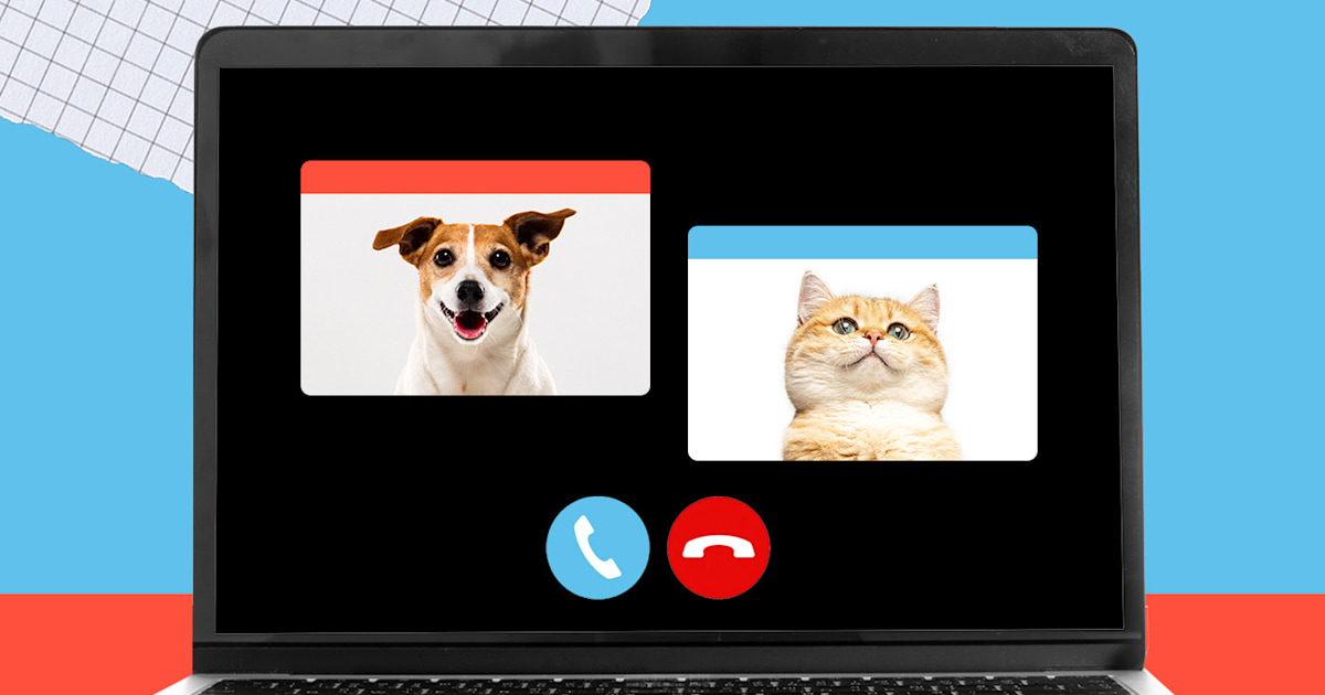 What Are Your Most Popular Pet Health Questions What Are Your Most Popular Pet Health Questions
