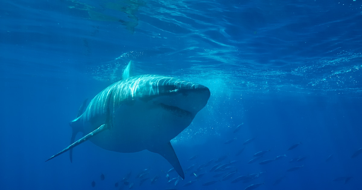 Why experts say a rise in shark sightings is a good thing