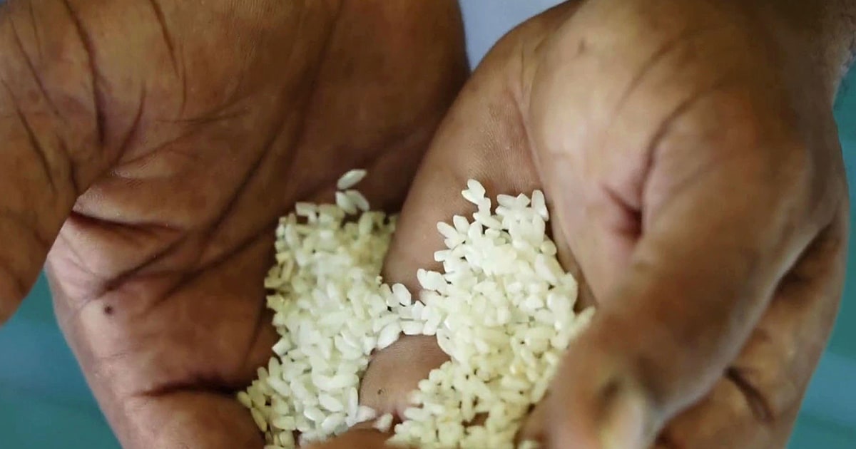 How Carolina Gold rice could help you live to 100