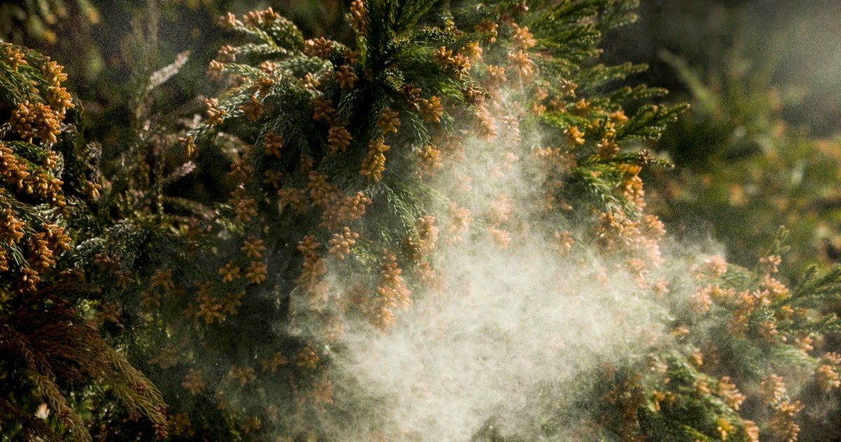 Pollen Season Could Be Longer and More Intense This Year, Study Finds