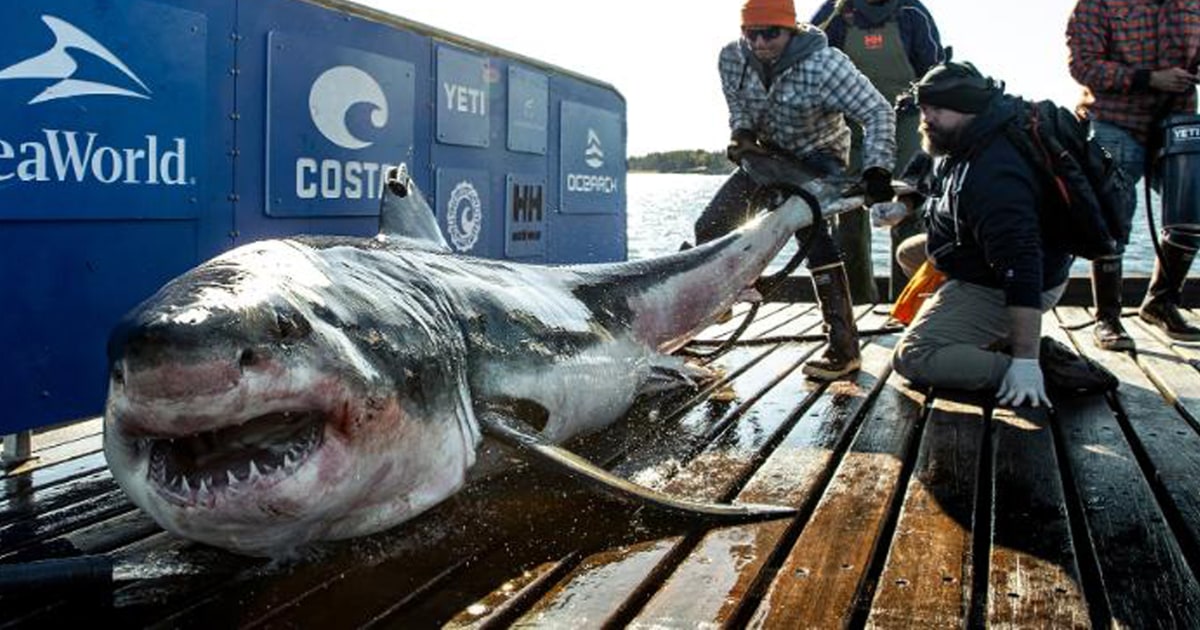 A 1,000-pound great white shark named Ironbound is spotted off the East ...
