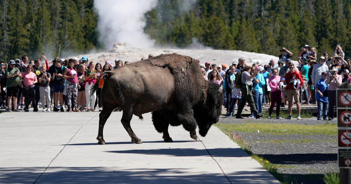 Bison Gores Colorado Man in 2nd Attack This Year at Yellowstone