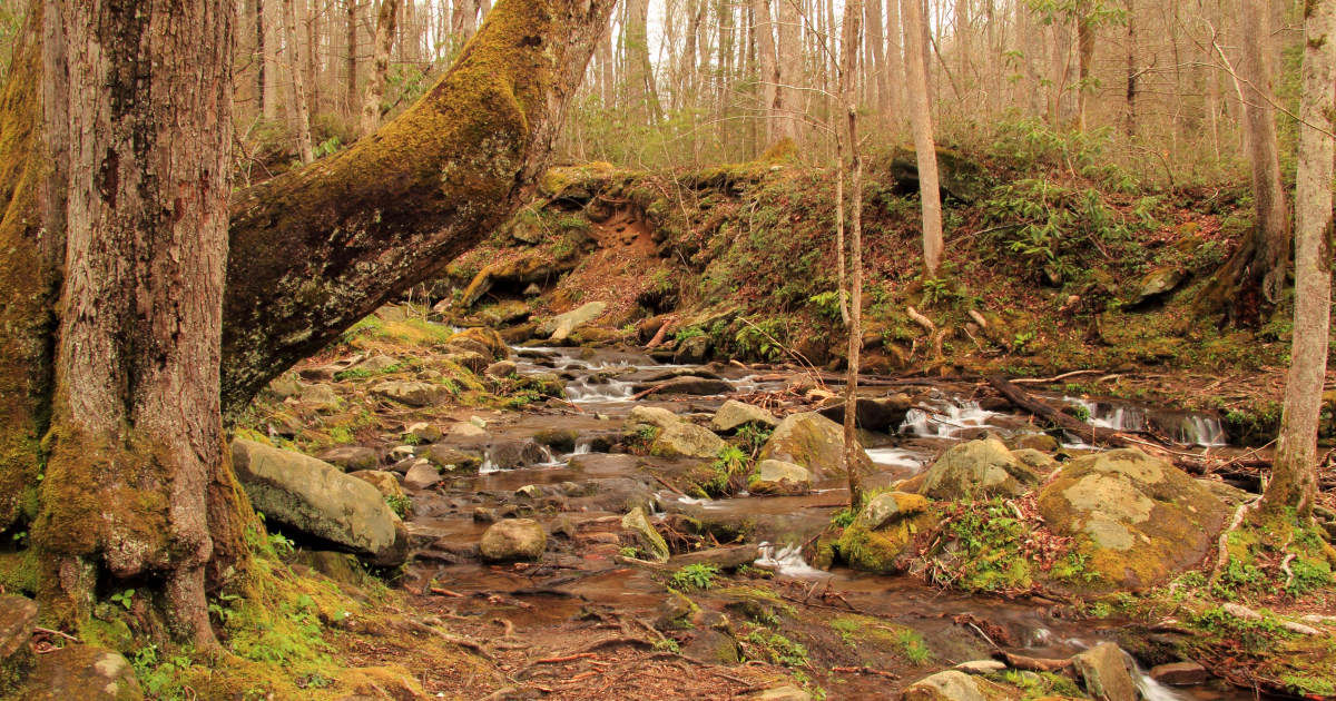 Girl Dies in Smoky Mountains When Tree Falls on Tent