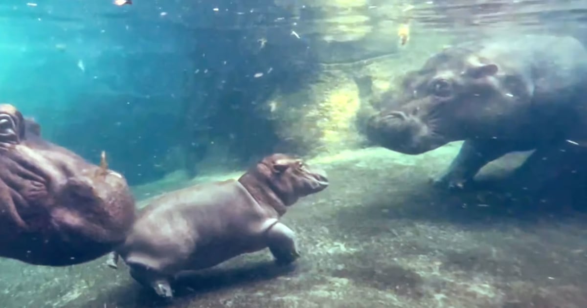 Fiona The Hippo Meets Her Brother Fritz For The First Time