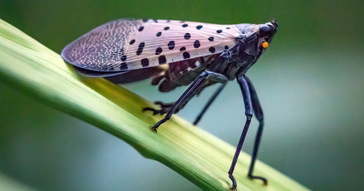 Lanternflies Are Spreading in the US: How to Protect Your Property