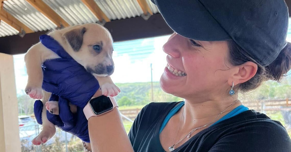 Volunteers Scramble To Save Homeless Animals In Puerto Rico After ...