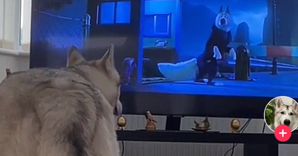 Husky captured howling along with 'Zootopia' in viral TikTok video