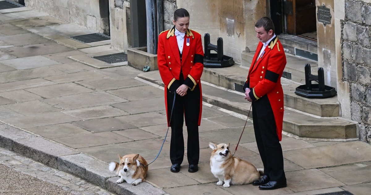 The Queen's Corgis Are Awaiting Her at Windsor Castle