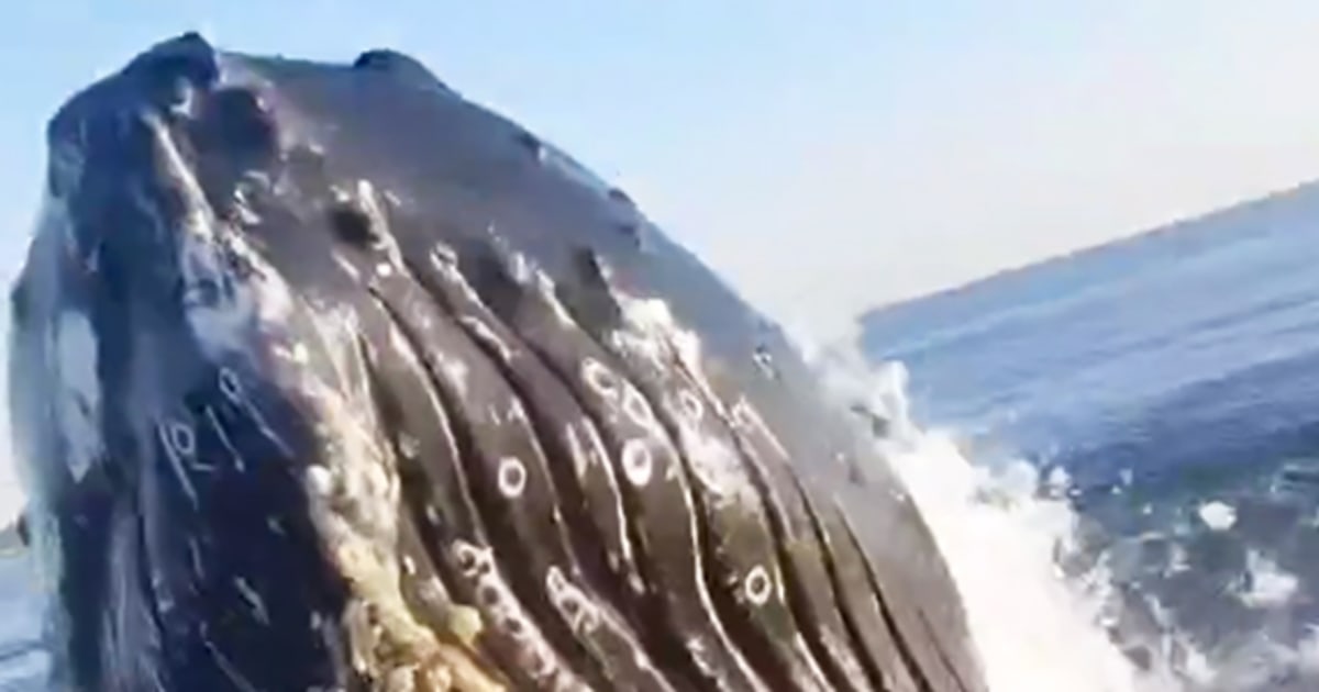 Breaching Whale Shocks Father And Son Fishing Off Jersey Shore As It ...
