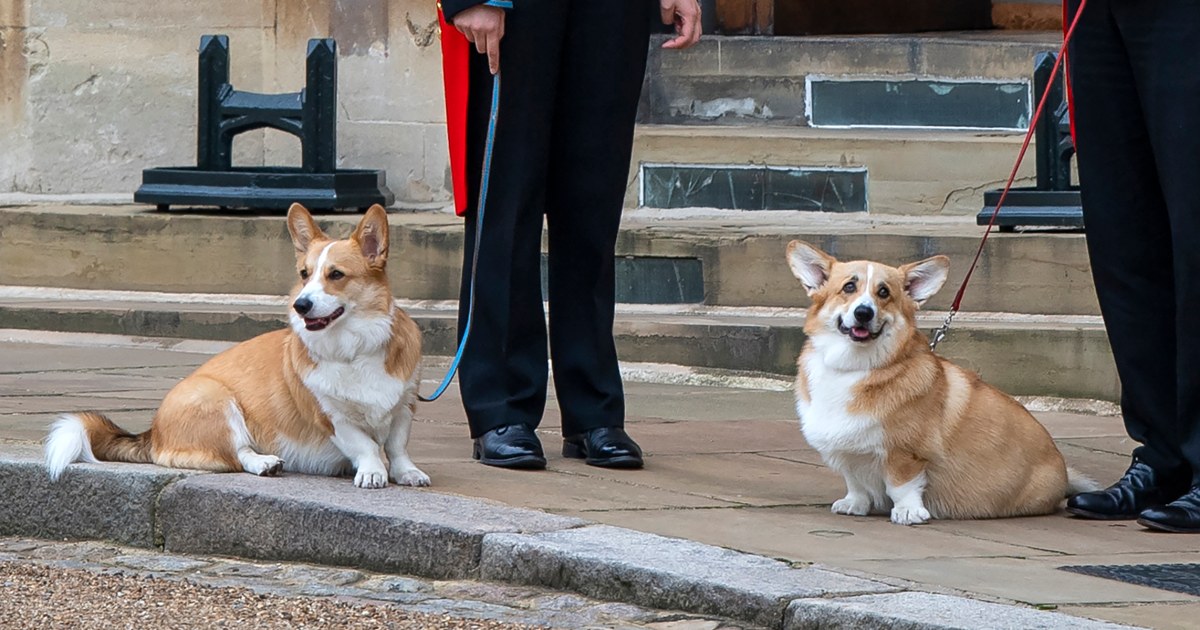 Sarah Ferguson Posts Photos Of Queen Elizabeth's Corgis At Windsor