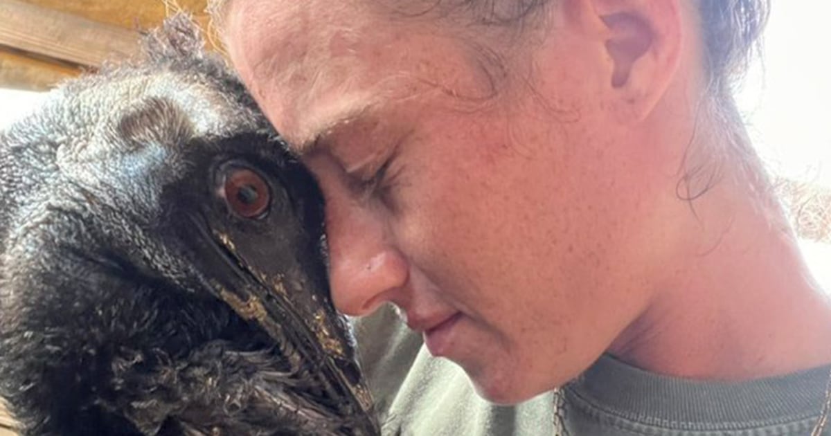 Emmanuel The Emu Sick With Avian Flu, Owner Taylor Blake Says