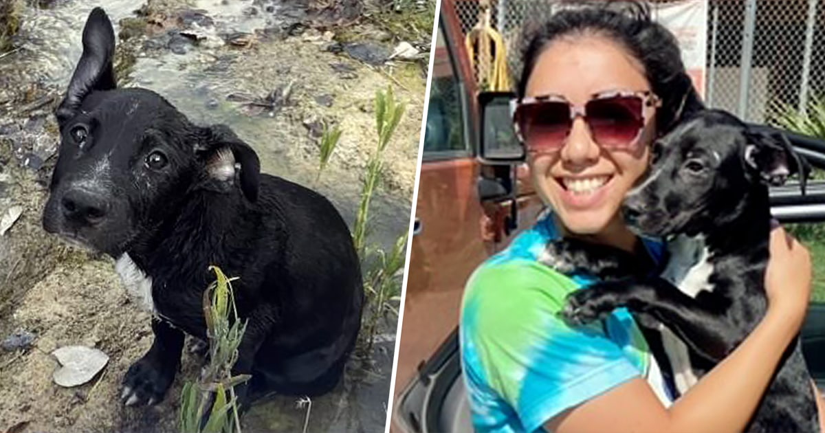 Puppy found floating in a box down a river gets adopted