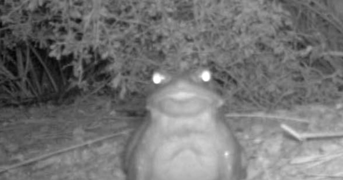 National Park Service warns against licking Sonoran desert toads