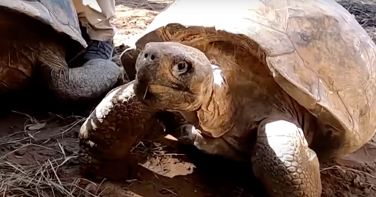 Rare Galápagos Tortoises Stolen From Zoo - Pet This and That