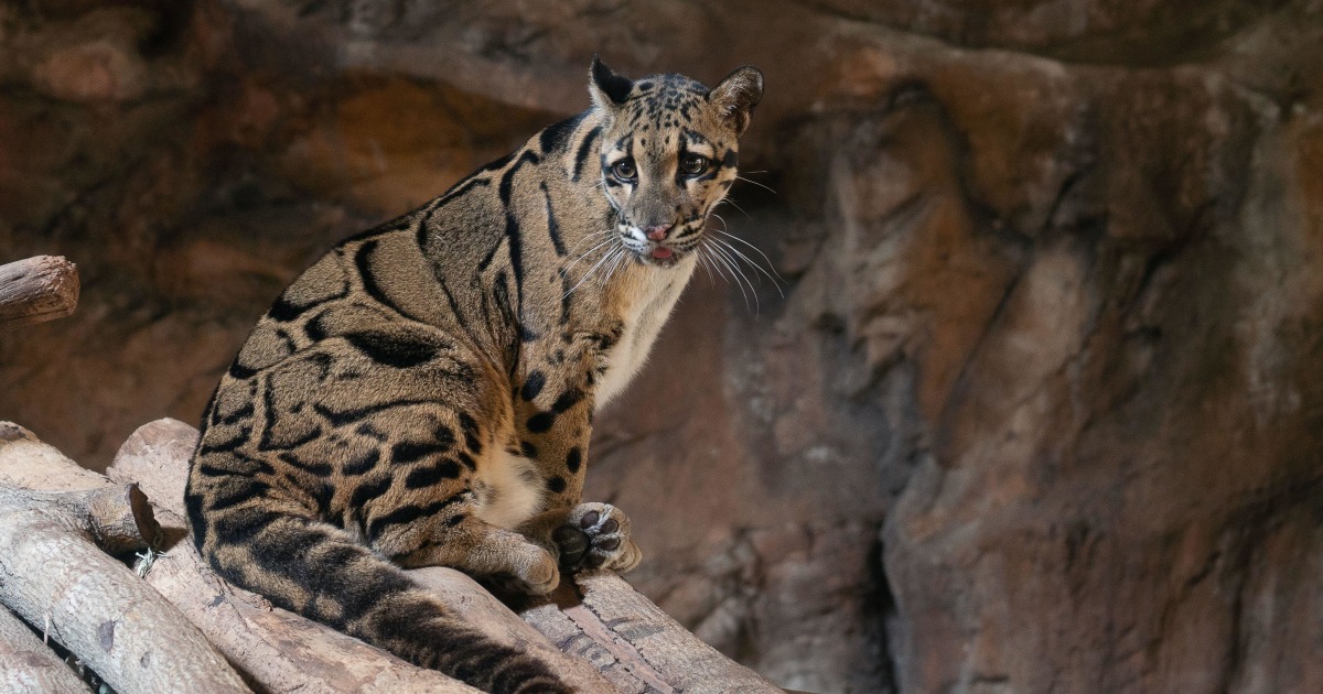 Police investigate escape of clouded leopard from Dallas Zoo