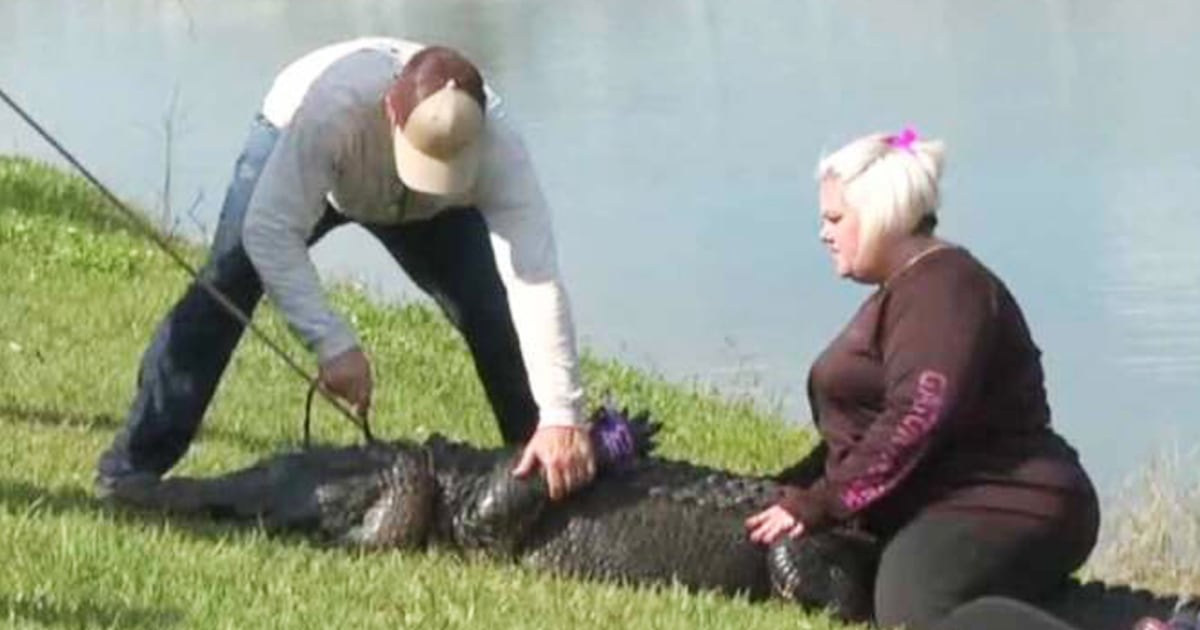 Woman, 85, Killed In Alligator Attack While Walking Her Dog In Florida
