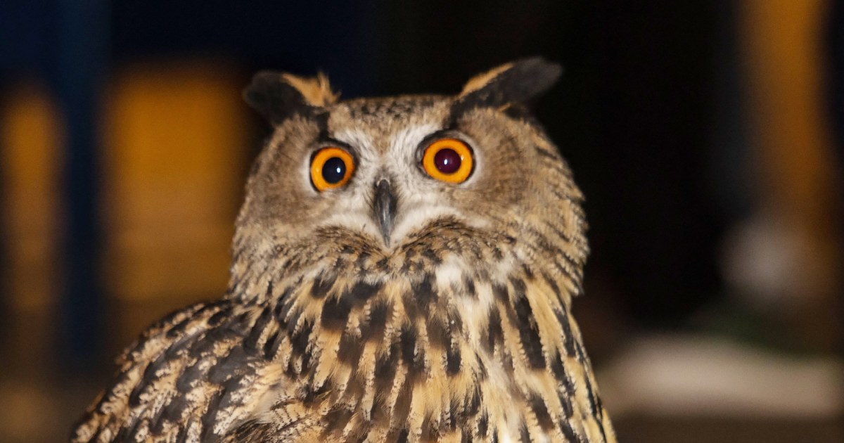 Flaco, Escaped Owl from Central Park Zoo, Eludes Rescue
