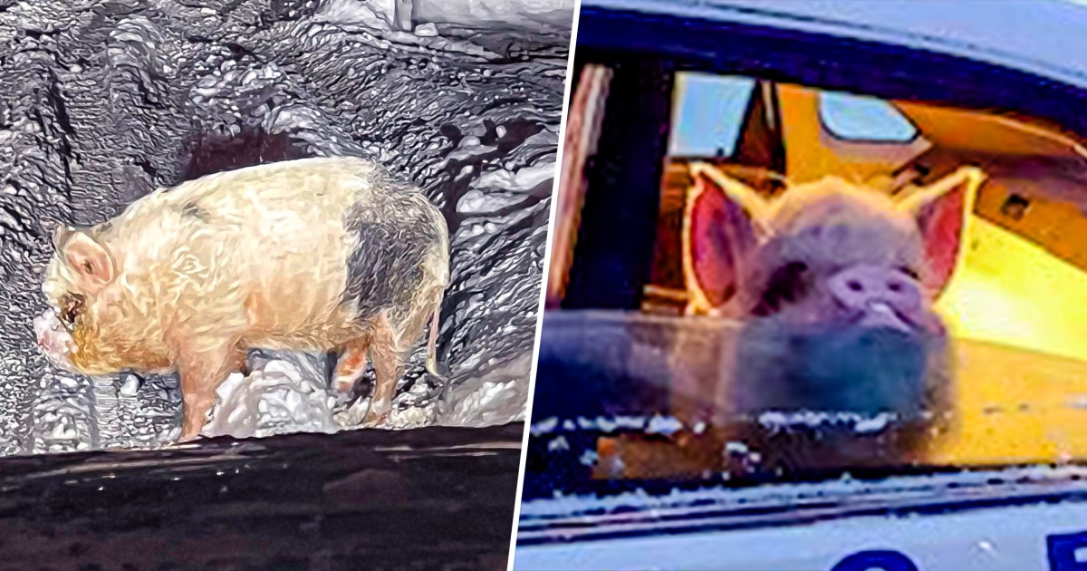 Police In Alaska Reunite Family With Lost Pig In Hysterical Photo