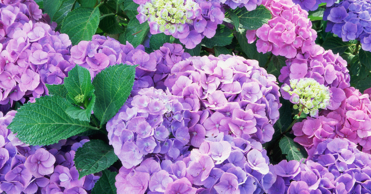 15 Flower Meanings and Symbolism