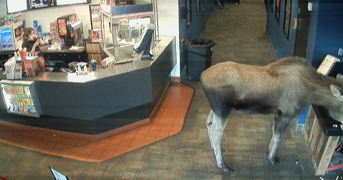 Moose Freely Walks Into Movie Theater And Eats Popcorn