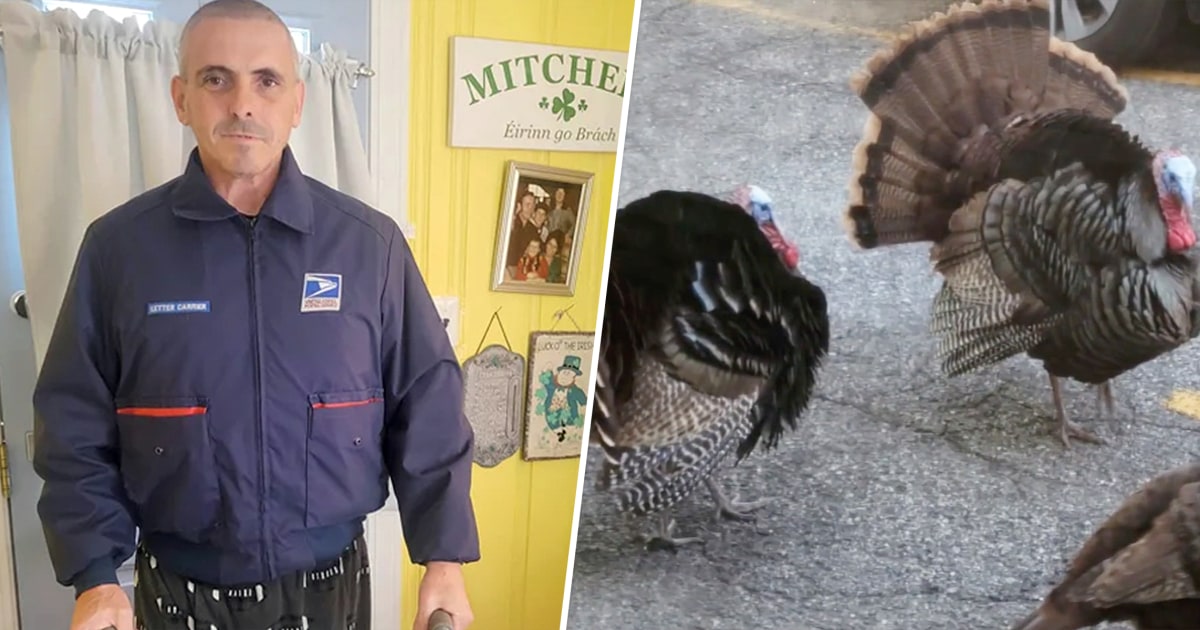 Turkeys Attack Mail Carrier on His Route in Massachusetts: 'I was ...