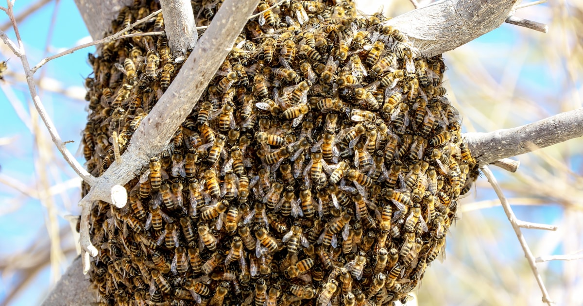Man, 81, injured during hourslong bee attack that left over 200 ...