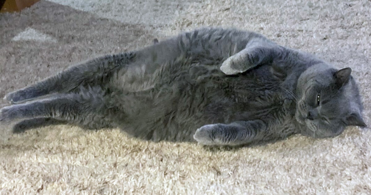 Smudge, An Overweight Cat, Inspires TikTok Fans to Get Fit