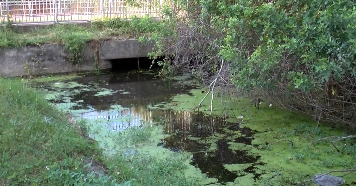13-Foot Alligator Spotted With Human Remains In Its Mouth