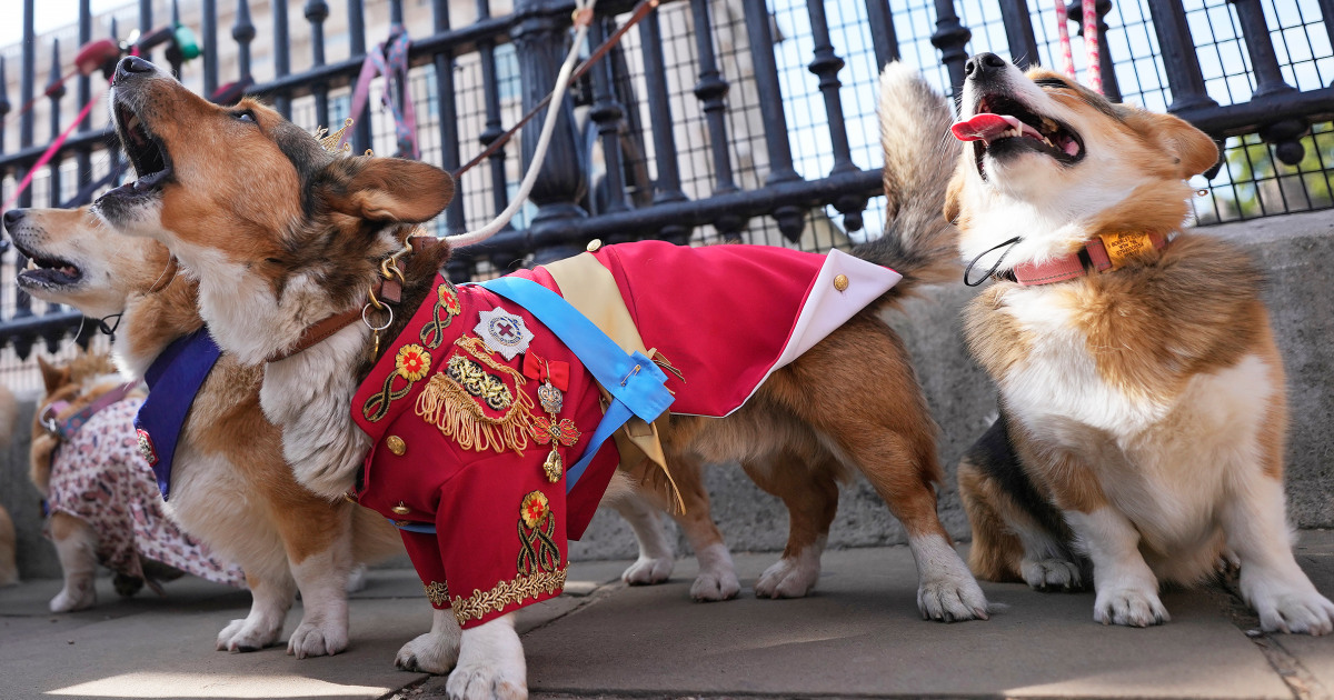 Queen Elizabeth Fans Hold Corgi Parade Outside Buckingham Palace