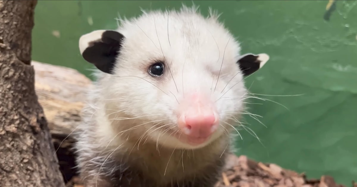 National Zoo Welcomes One-Eyed Opossum Named Basil