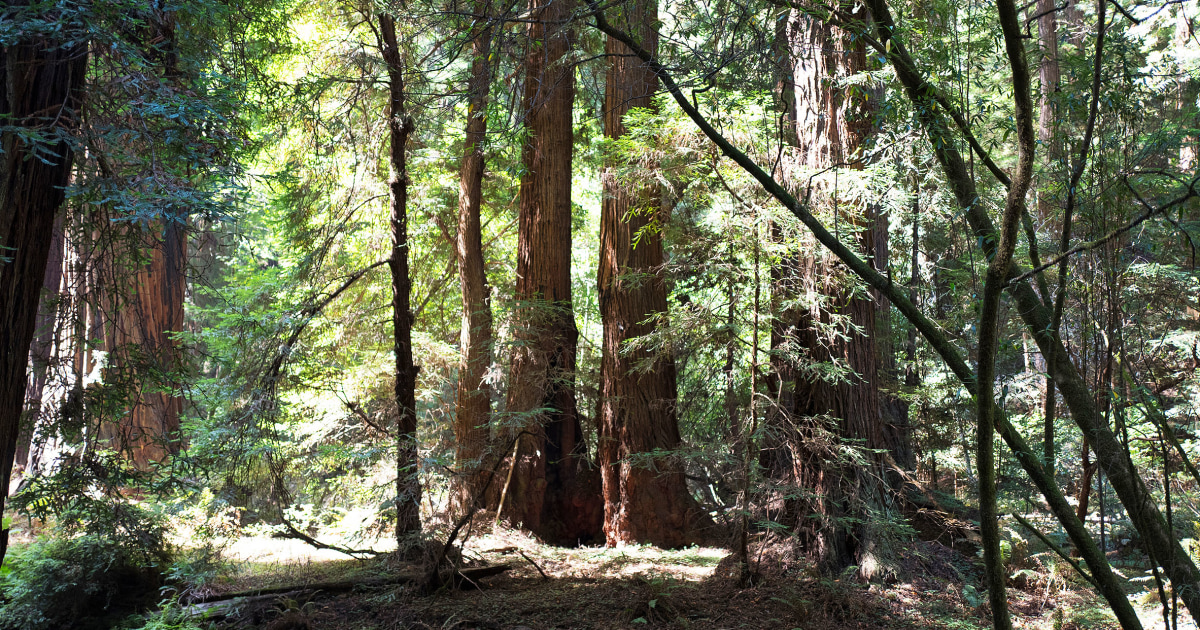 Toddler Lost in Michigan Woods is Found Asleep Using Family Dog as a Pillow