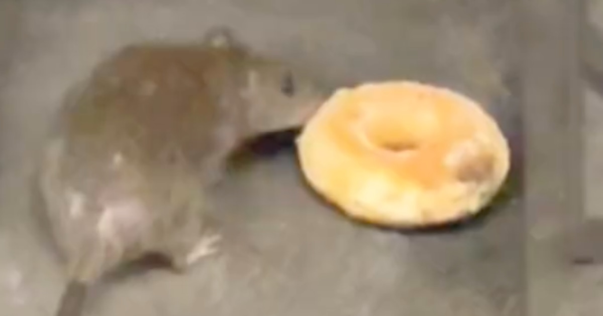 NYC Subway Donut Rat Goes Viral After Sharing It With Rat Friend