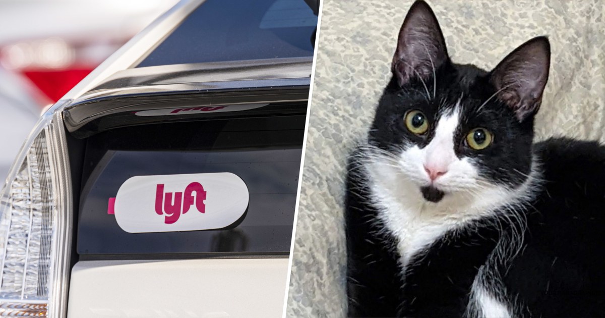 Lost Lyft Cat Tux Found: What Happened